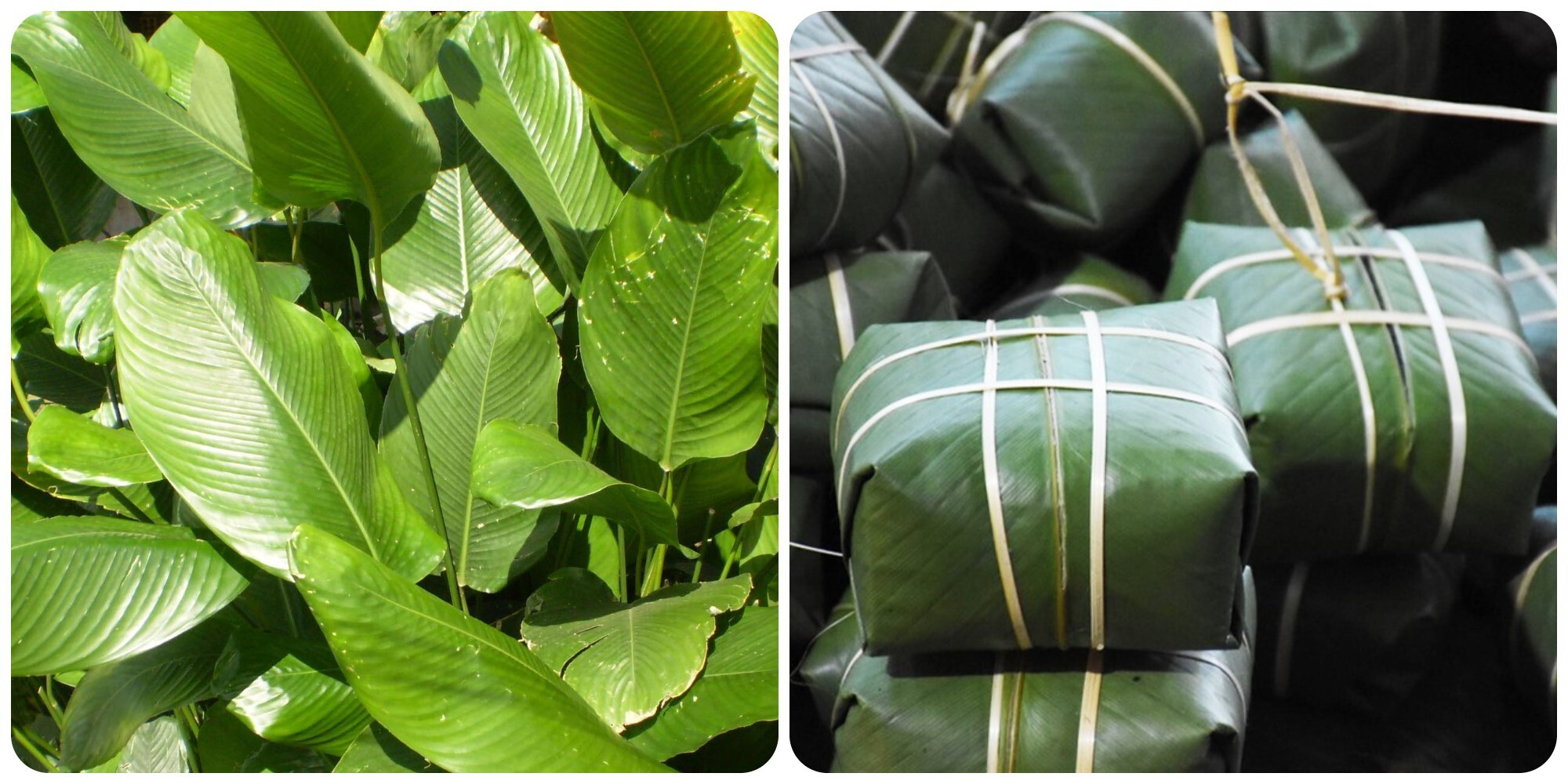 Lá dong gói bánh chưng có tác dụng gì?